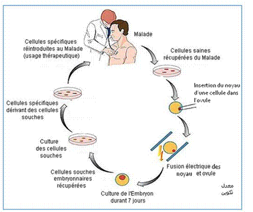 a) Clonage thérapeutique :: Le clonage